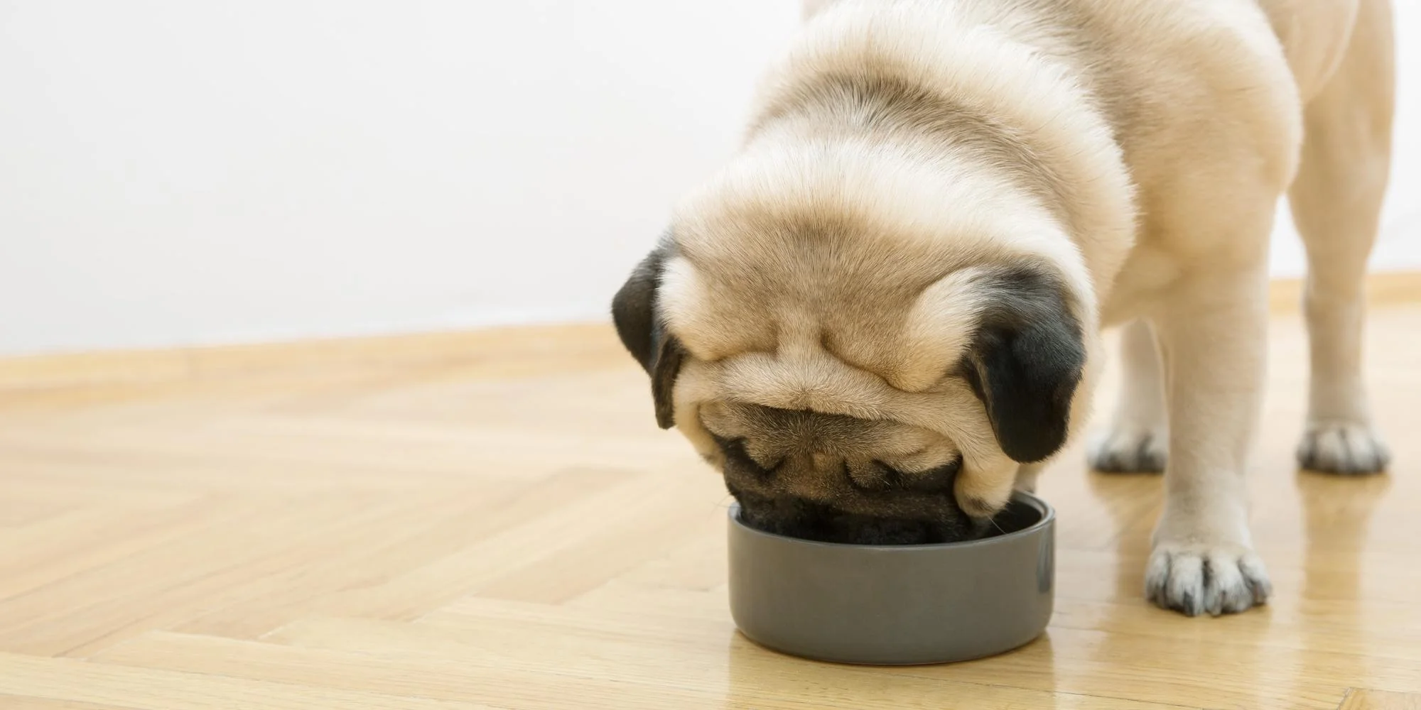 Alimentation canine Husse - Wouf in the city